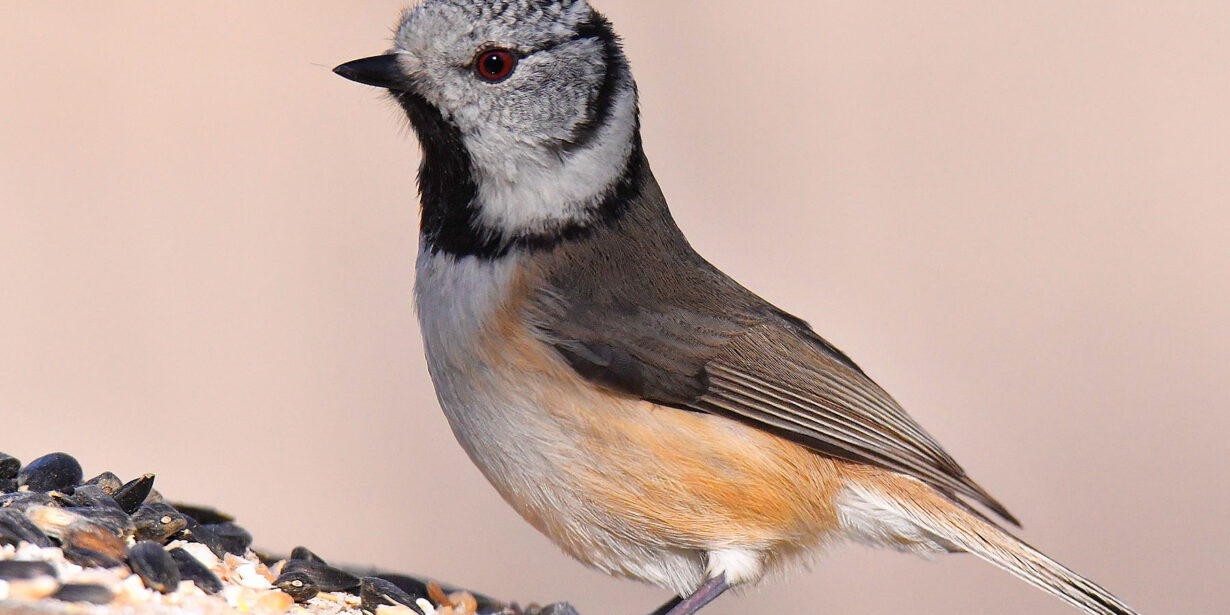 Pájaros con cresta que puedes ver en España - Curioseamos.com