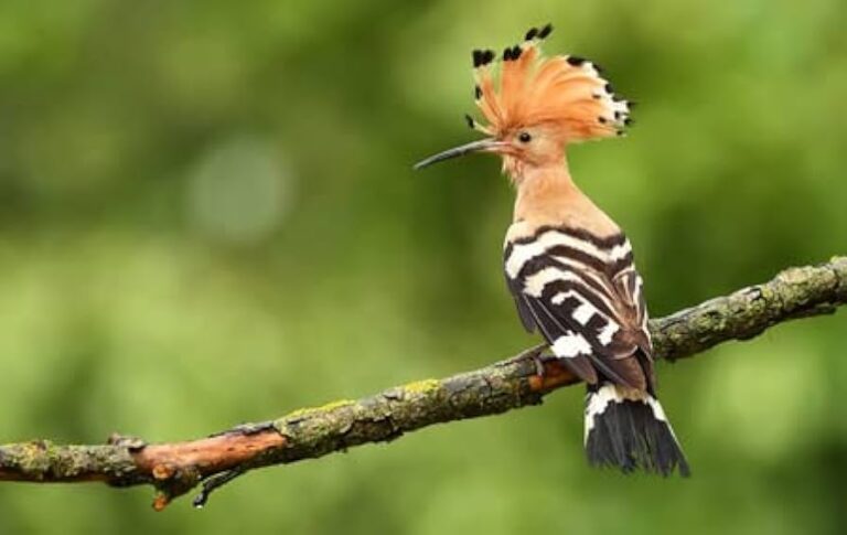 Pájaros con cresta que puedes ver en España - Curioseamos.com