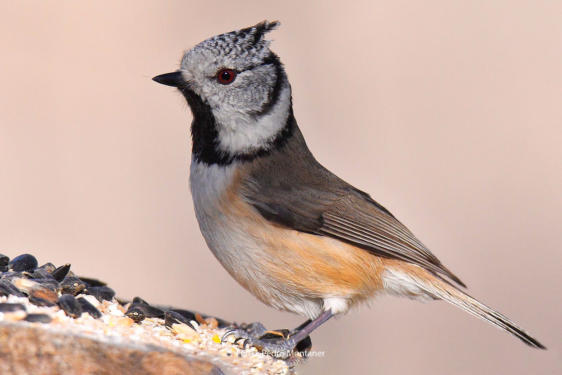 Pájaros con cresta que puedes ver en España - Curioseamos.com